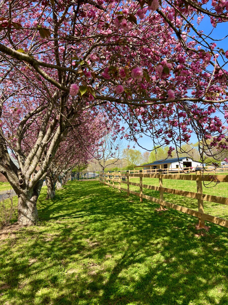 About Spot On Farm - Spot On Farm